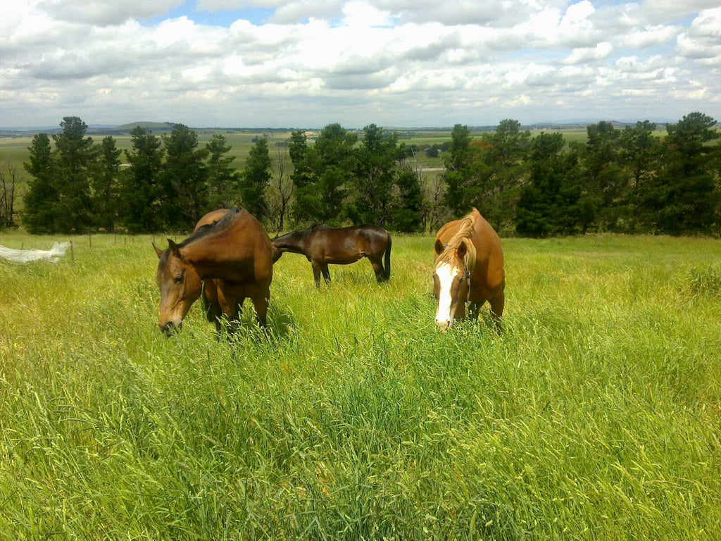 Pasture management for horses with metabolic related disorders ...