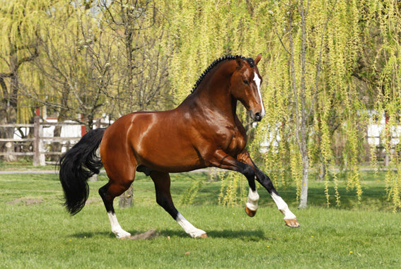 Essential Omega 3, 6 and 9 fatty acids in horses | Category_Articles ...